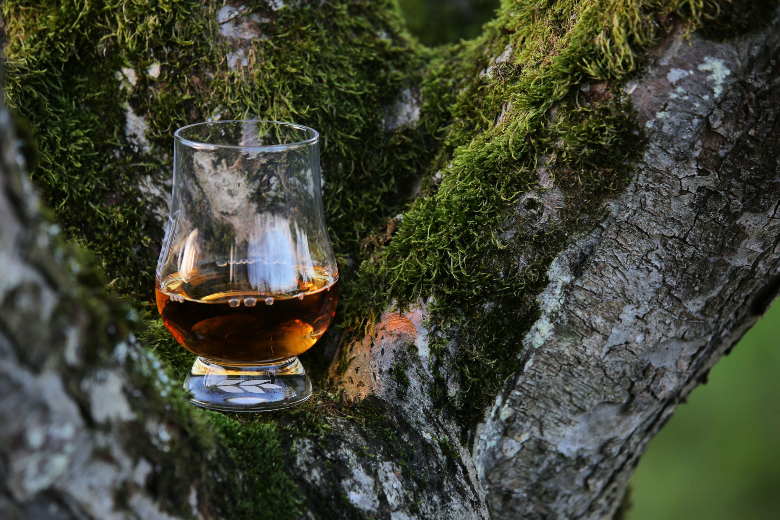 The Best Rums of 2025. The ones that made my year. – That Rum Drinker